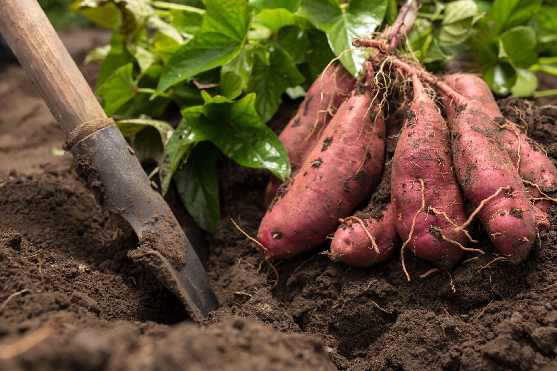 Rooting for Root Vegetables - IFANCA